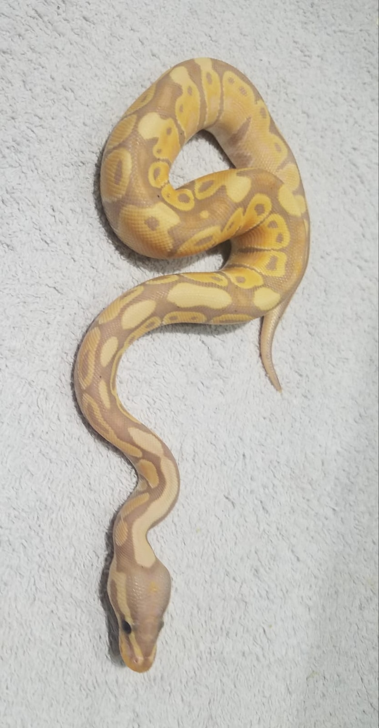 Banana Coral Glow Ball Python by Passion Serpents - MorphMarket
