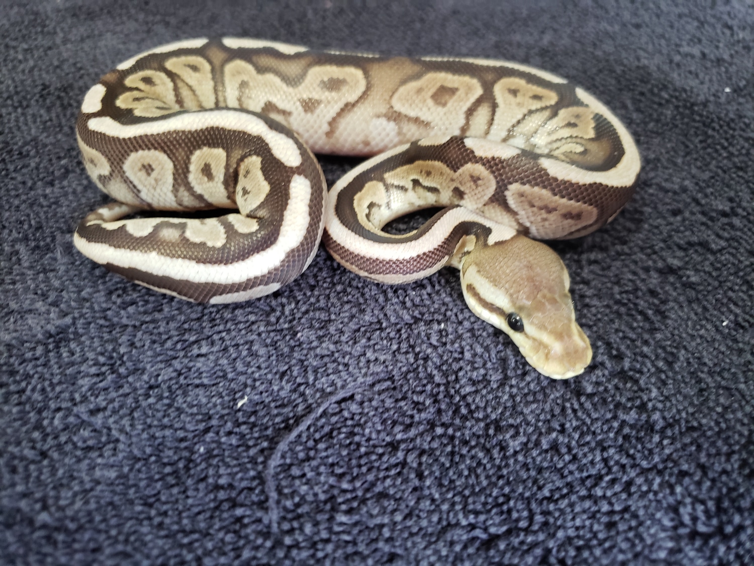 Firemon Ball Python by Passion Serpents - MorphMarket