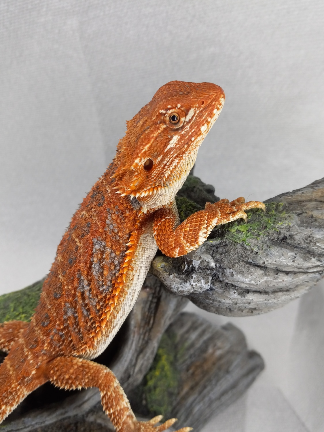 Hypo Red With Blue Bars Central Bearded Dragon by BloodMoon Dragons ...