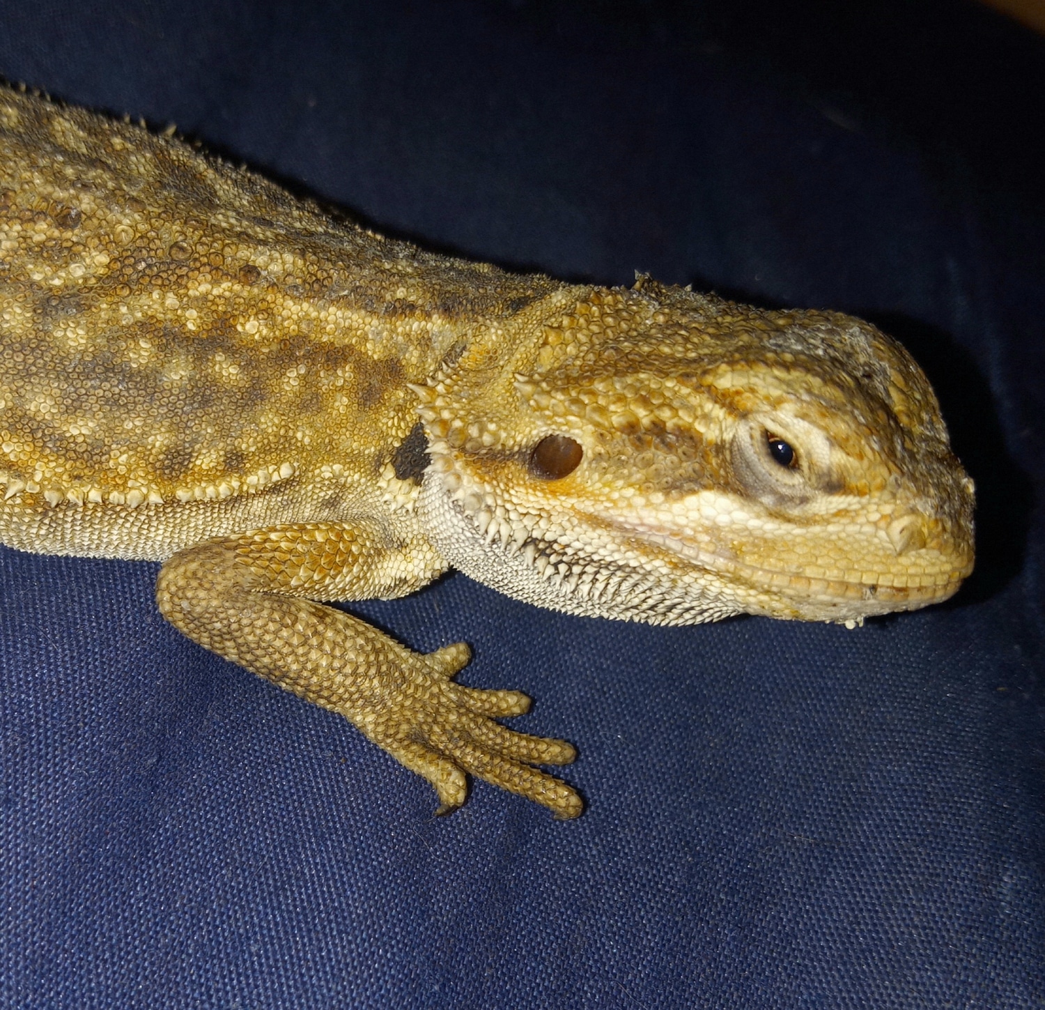 Leatherback Dunner Central Bearded Dragon by BloodMoon Dragons ...
