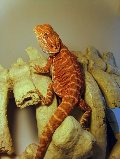 Red Leatherback Male Central Bearded Dragon by BloodMoon Dragons