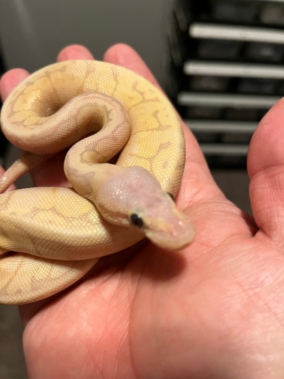 Super Banana Lemon Blast Ball Python by D&M Exotic Reptiles