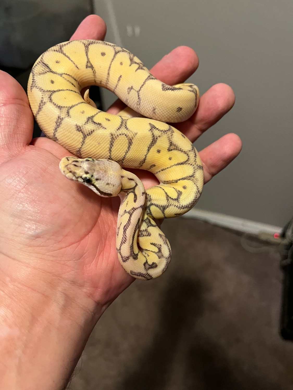 Killer Bee Ball Python by D&M Exotic Reptiles - MorphMarket
