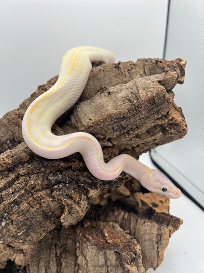 Super Pastel Ivory Ball Python by Exotic Noodles