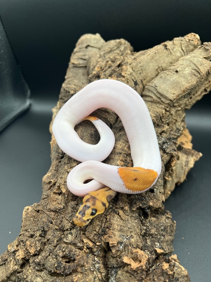 Leopard Clown Pied Ball Python by Exotic Noodles