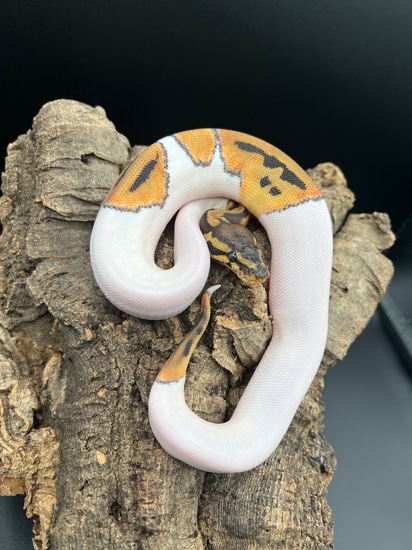 Leopard Pied 66% Het Clown Ball Python by Exotic Noodles