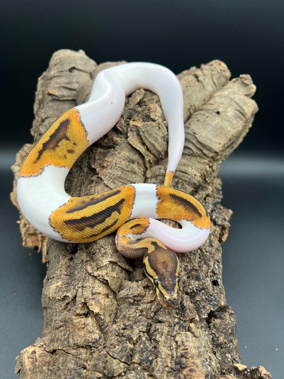 Leopard Pied 66% Het Clown Ball Python by Exotic Noodles