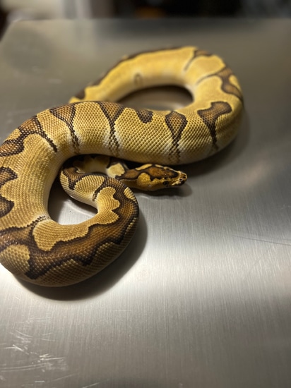 21 M OD Enchi Hurricane Blaze Clown Ball Python by Dragon Seoul Reptiles