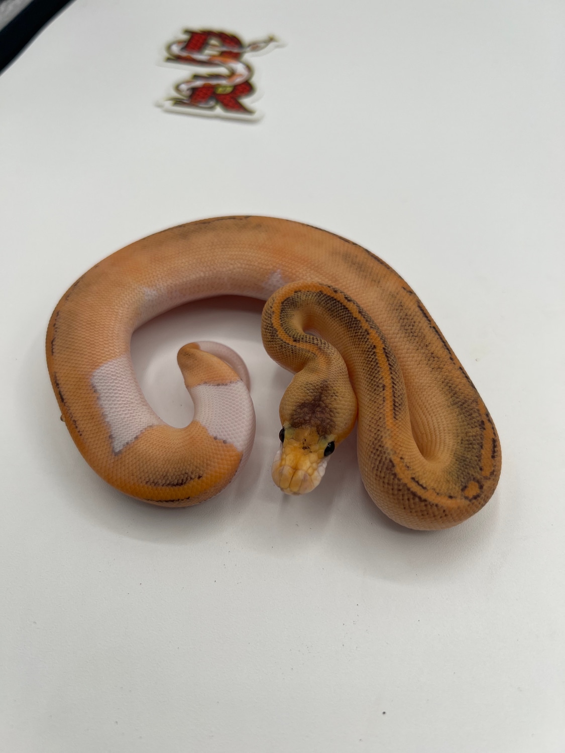 Champagne Fire Het Clown 50% Het Hypo Pos Pied Ball Python by Dragon ...