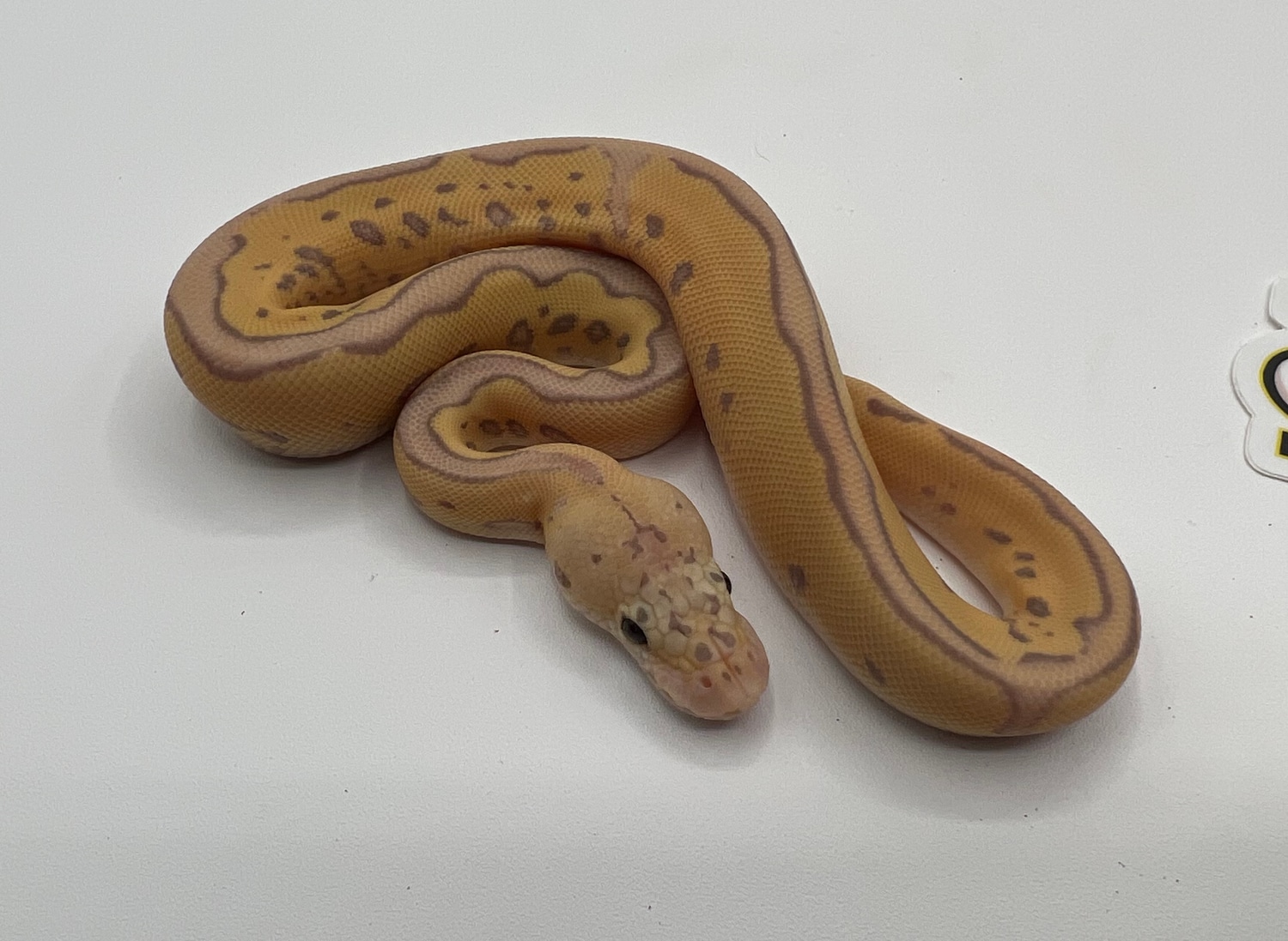 Banana Pastel Blade Leopard Clown Ball Python by Dragon Seoul Reptiles ...