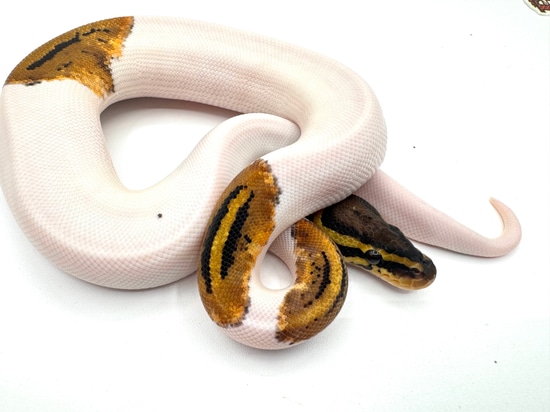 Pastel Pied 50% Monsoon (Great Markers!!) Ball Python by Dragon Seoul Reptiles