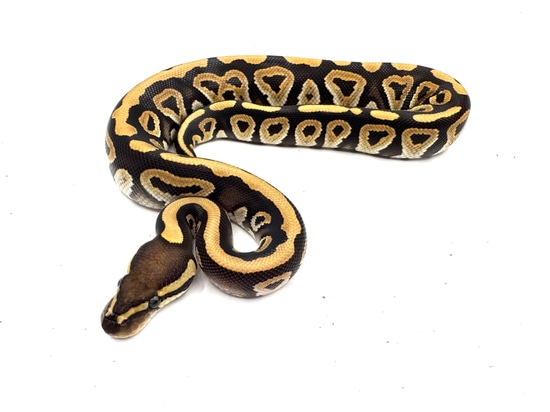 Phantom Het Desert Ghost 66% DH Hypo Clown Ball Python by Dragon Seoul ...