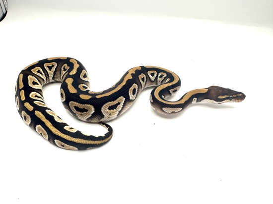 Mojave Het Desert Ghost 66% Het Clown Ball Python by Dragon Seoul Reptiles