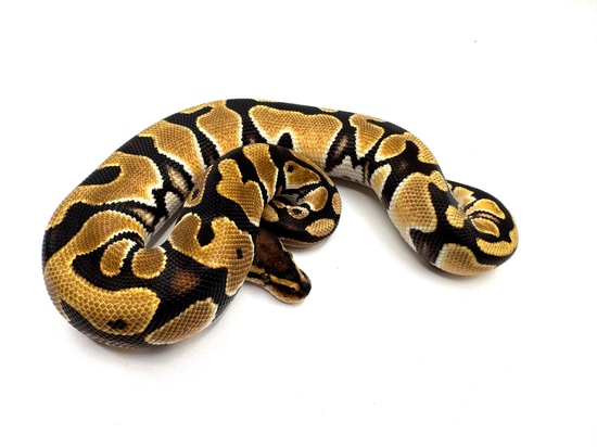 2024 Orange Dream Special Het Clown Ball Python by Dragon Seoul Reptiles
