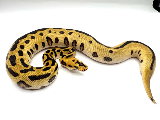 Lace Enchi Spotnose Yellowbelly Clown Ball Python by Dragon Seoul Reptiles