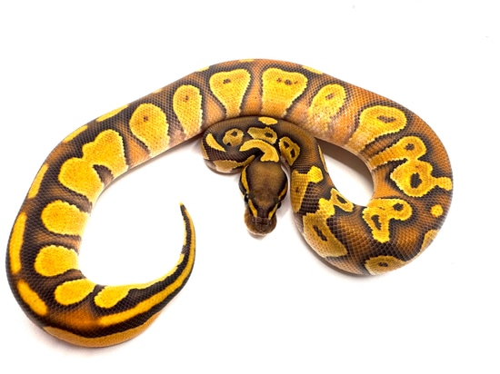 Nr Mandarin Blackhead Enchi Hypo Ball Python by Dragon Seoul Reptiles