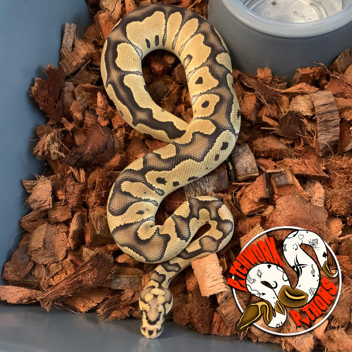 Fire / Vanilla Clown Ball Python by Patchwork Pythons - MorphMarket