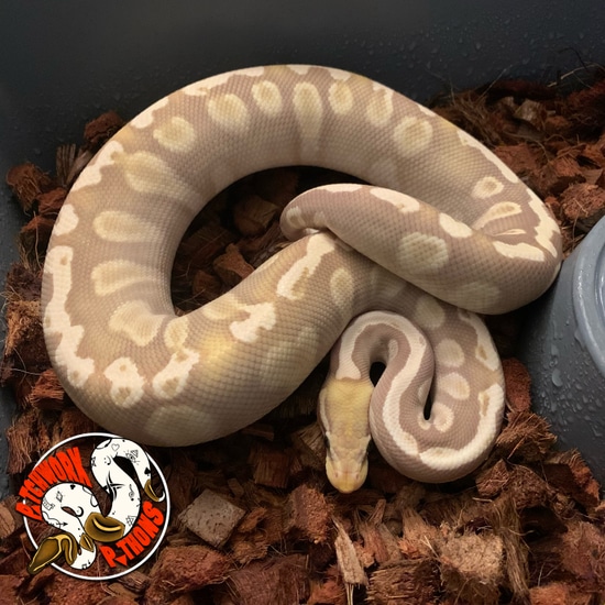 Pastel GHI Mojave Coral Glow Ball Python by Patchwork Pythons