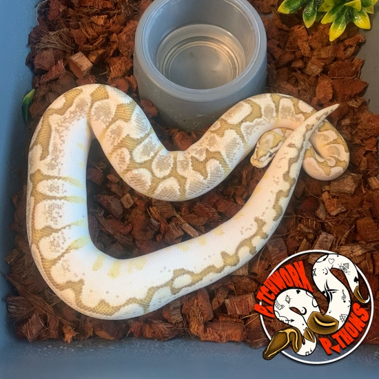 Pastel Bamboo Enchi Orange Dream Pos. Yellowbelly Ball Python by ...