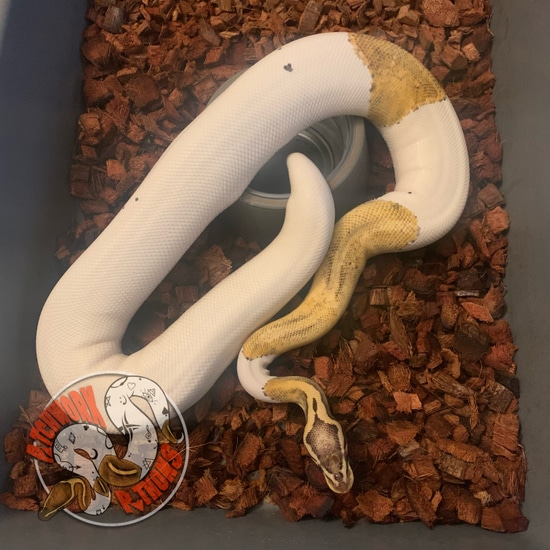 Super Pastel Pied Pos. Fire Ball Python by Patchwork Pythons