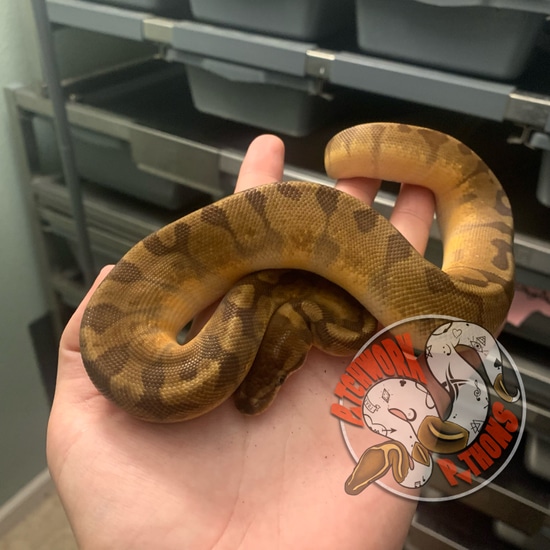 Enchi Sunset Ball Python by Patchwork Pythons