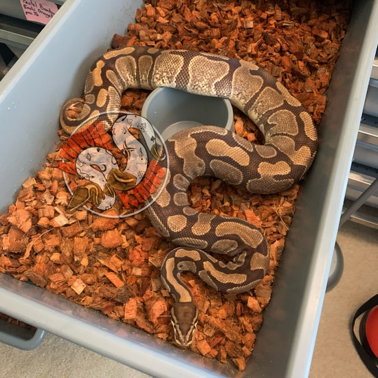 Enchi Ball Python by Patchwork Pythons