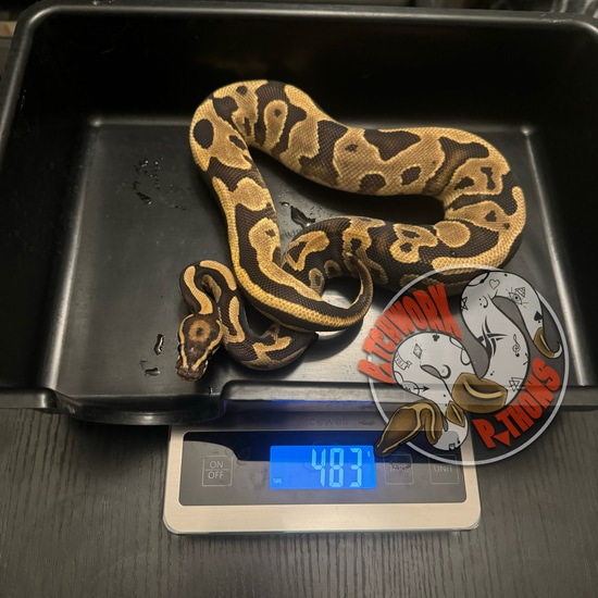 No Reserve Fire / Vanilla Leopard Ball Python by Patchwork Pythons