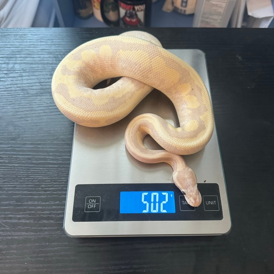 Pastel Coral Glow Vanilla Cream Calico Ball Python by Patchwork Pythons