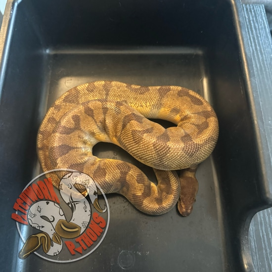 Enchi Sunset *No Reserve* Ball Python by Patchwork Pythons