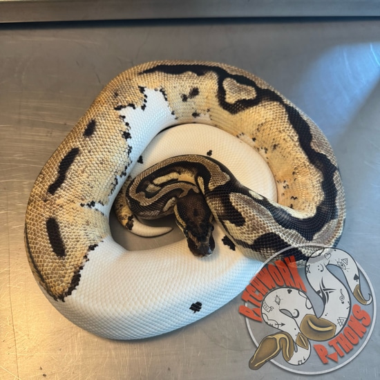 Orange Dream Pied Ball Python by Patchwork Pythons