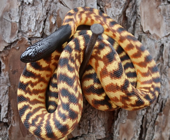 2016 Swiss Line Female Black-Headed Python by Split Rock Reptiles