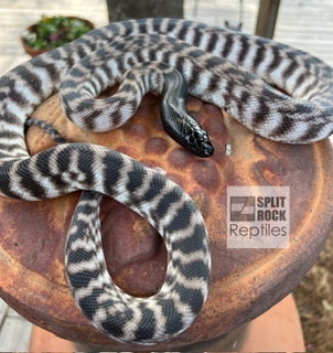 Axanthic Black-Headed Python by Split Rock Reptiles - MorphMarket