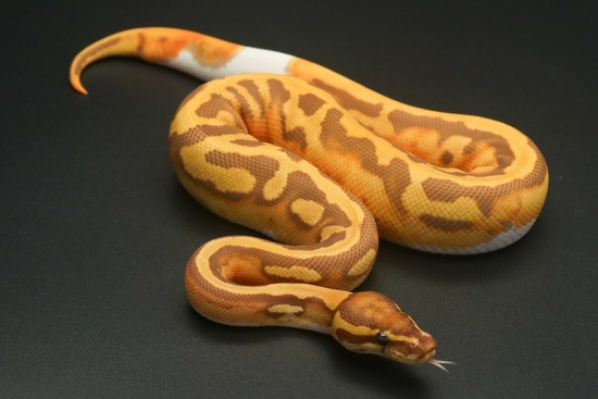Ultramel Pied ** LOW RESERVE** Ball Python by Split Rock Reptiles