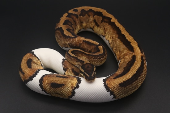 RTB Pied 100% Het Ultramel Ball Python by Split Rock Reptiles
