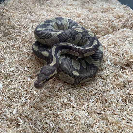 Hypo / Enchi / Chocolate Ball Python by RedBox-Pythons