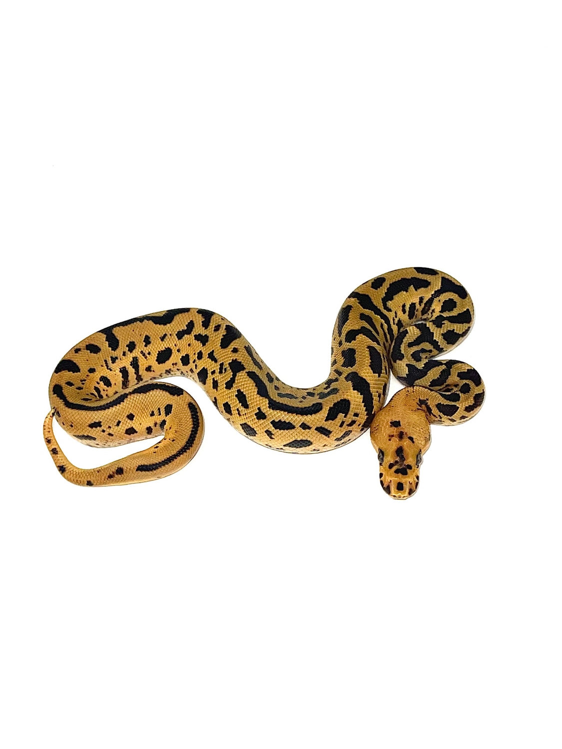 Bentley’s Snake House's Collection - MorphMarket