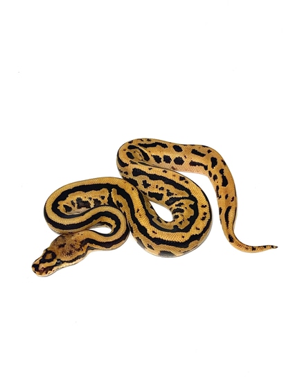 Fire Leopard Spotnose 100% Het Clown Ball Python by Bentley’s Snake House