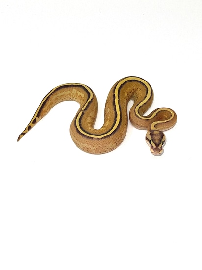Puma Ball Python by Bentley’s Snake House
