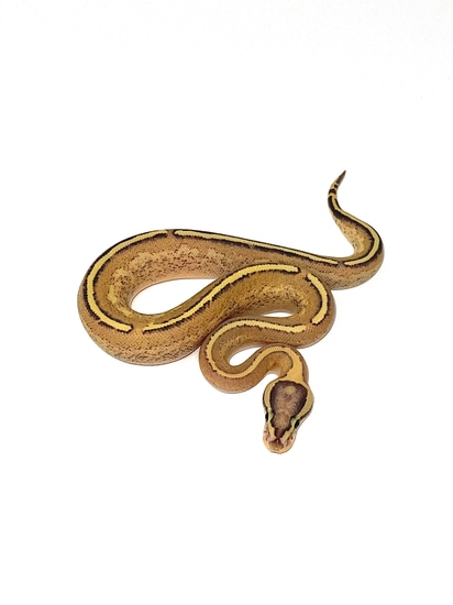 Puma Ball Python by Bentley’s Snake House