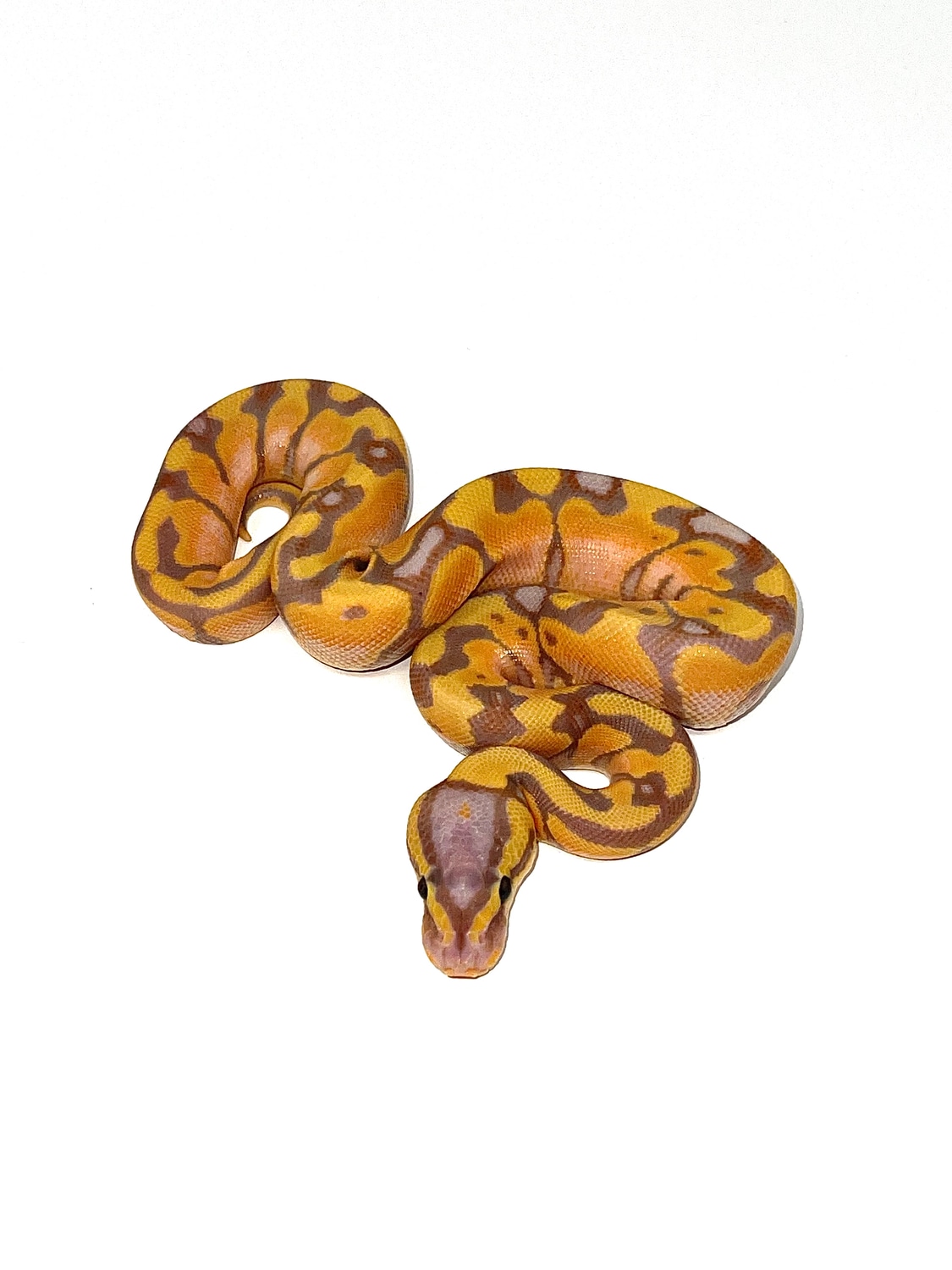 Banana Enchi Ball Python by Bentley’s Snake House - MorphMarket