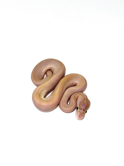 Ivory Ball Python by Bentley’s Snake House