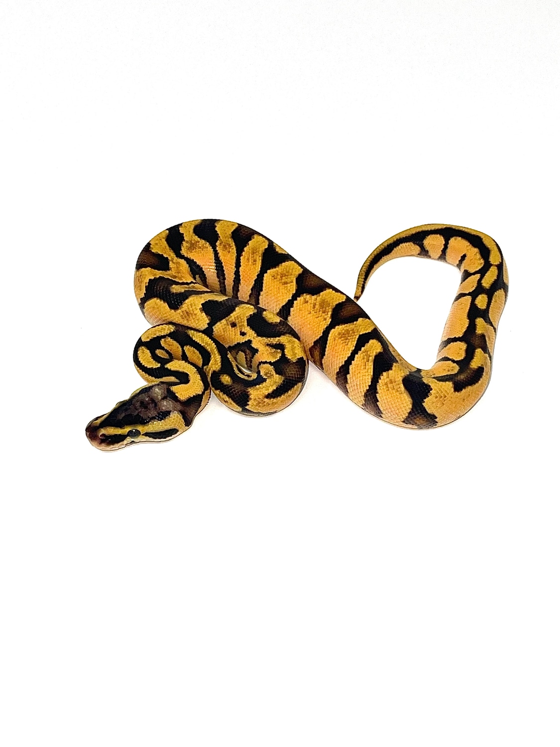 Pastel Enchi Yellow Belly Ball Python by Bentley’s Snake House ...