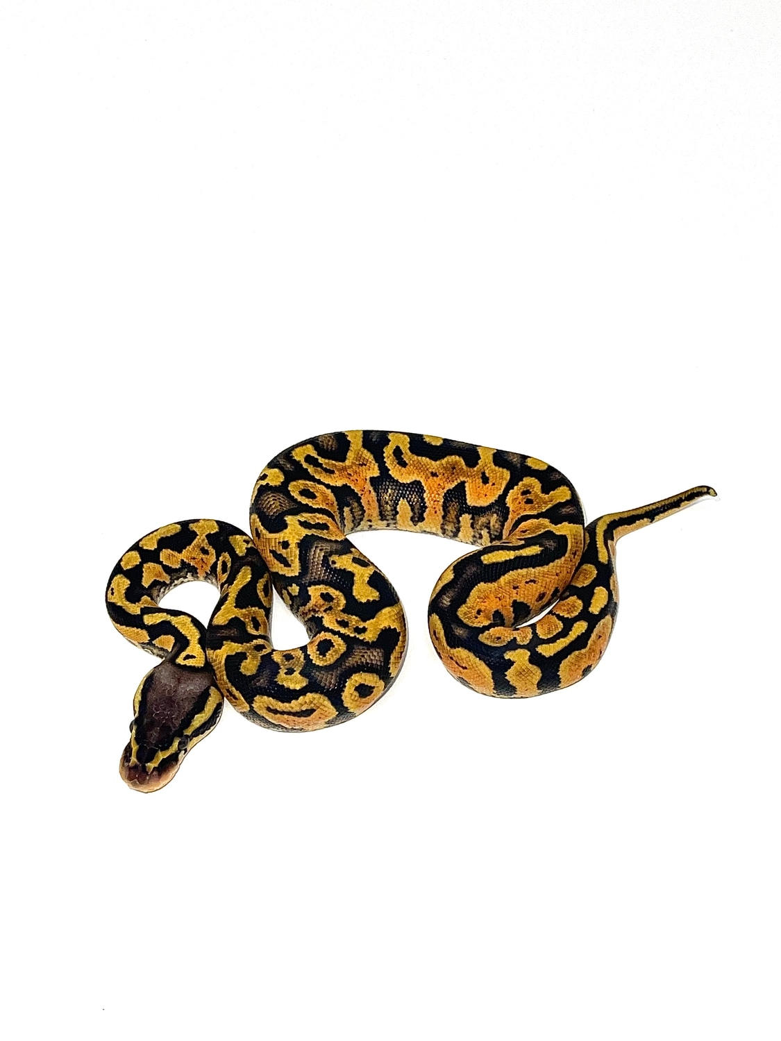 Pastel Yellow Belly Ball Python by Bentley’s Snake House - MorphMarket