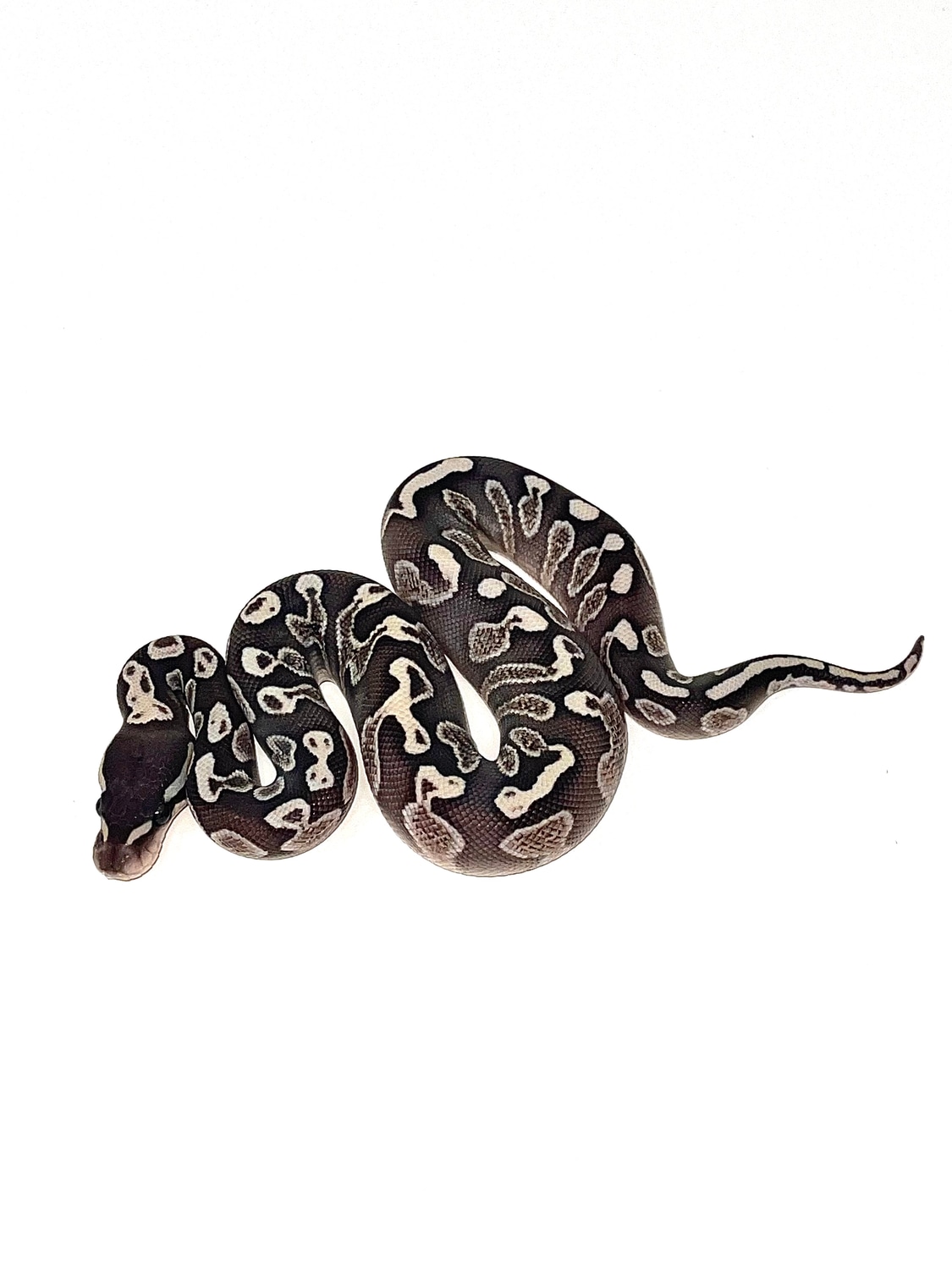 Butter GHI 100% Het Ghost Ball Python by Bentley’s Snake House ...