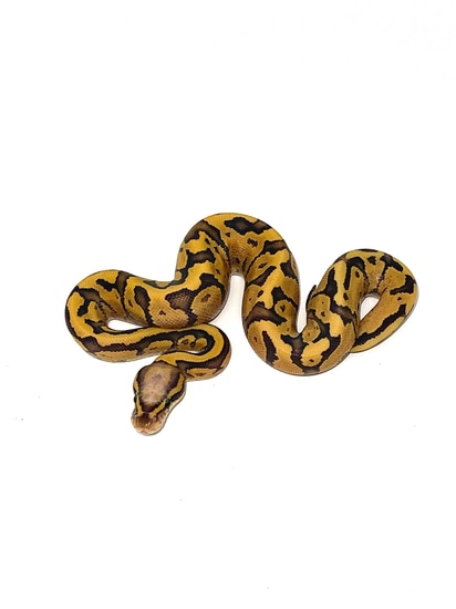 Super Vanilla Ghost Ball Python by Bentley’s Snake House