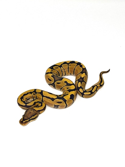 Vanilla Ghost Ball Python by Bentley’s Snake House