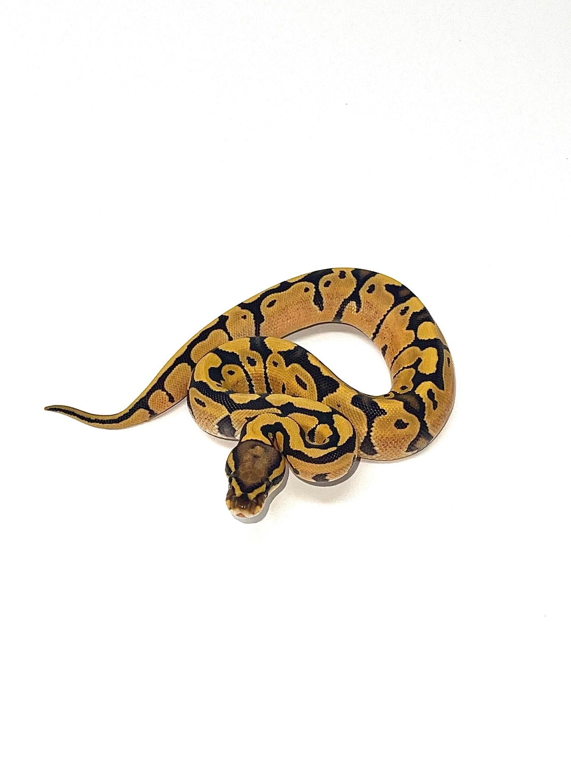 Vanilla Ghost Ball Python by Bentley’s Snake House - MorphMarket
