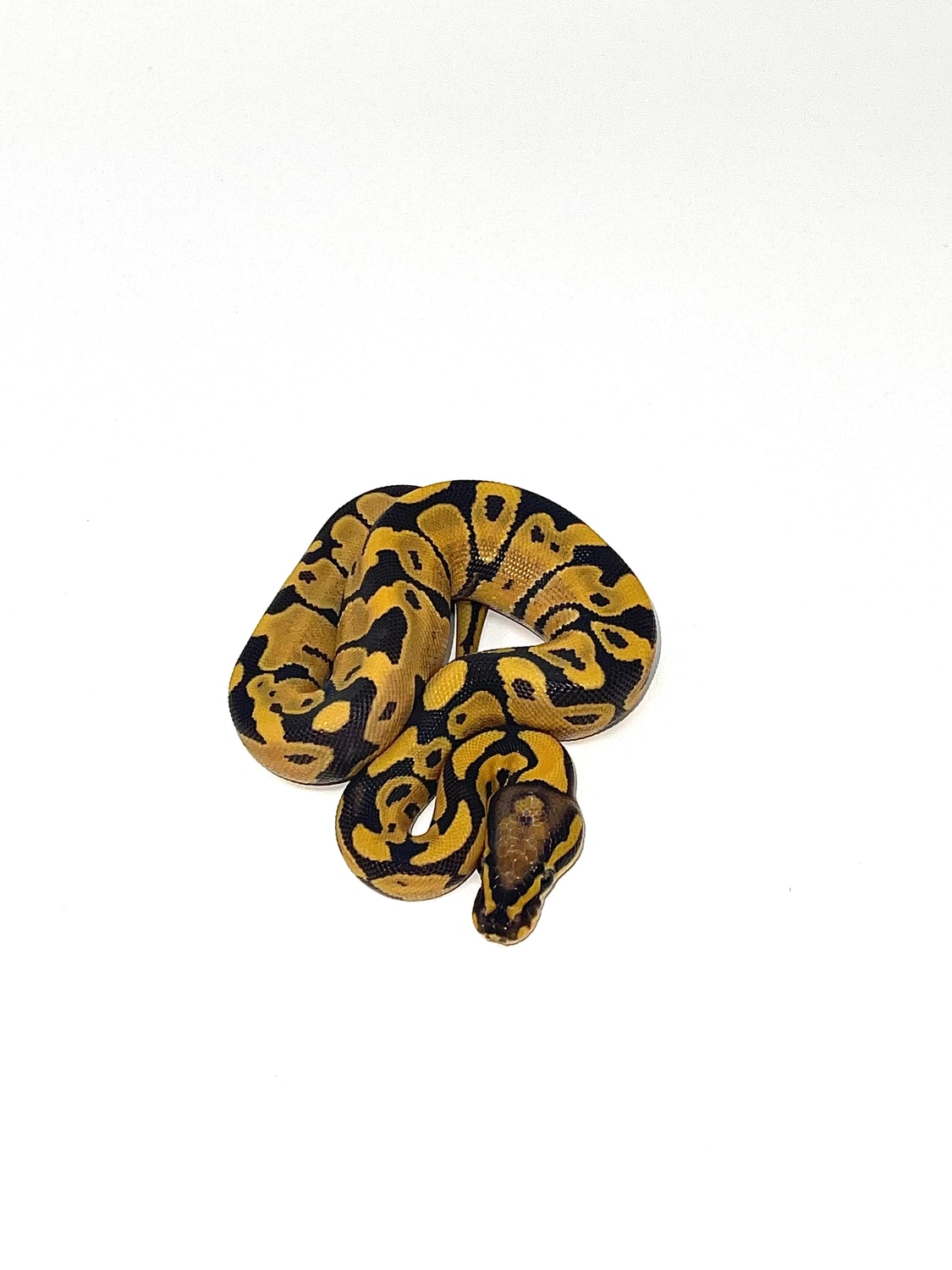 Vanilla Ghost Ball Python by Bentley’s Snake House - MorphMarket