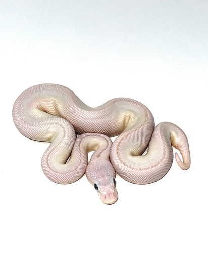 Blue Eyed Lucy Ball Python by Bentley’s Snake House