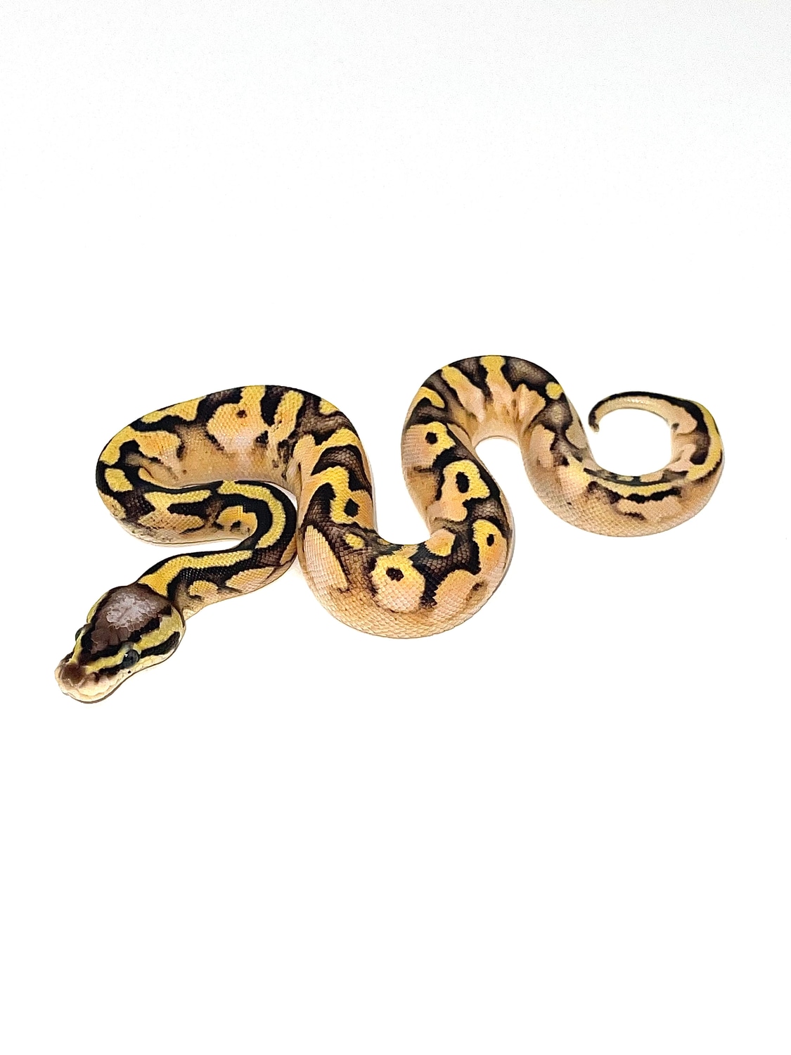 Super Pastel Calico Ball Python by Bentley’s Snake House - MorphMarket